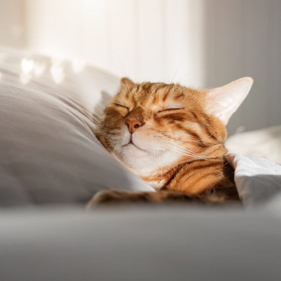 Kat in verkocht matras: een bizar maar waargebeurd verhaal ...
